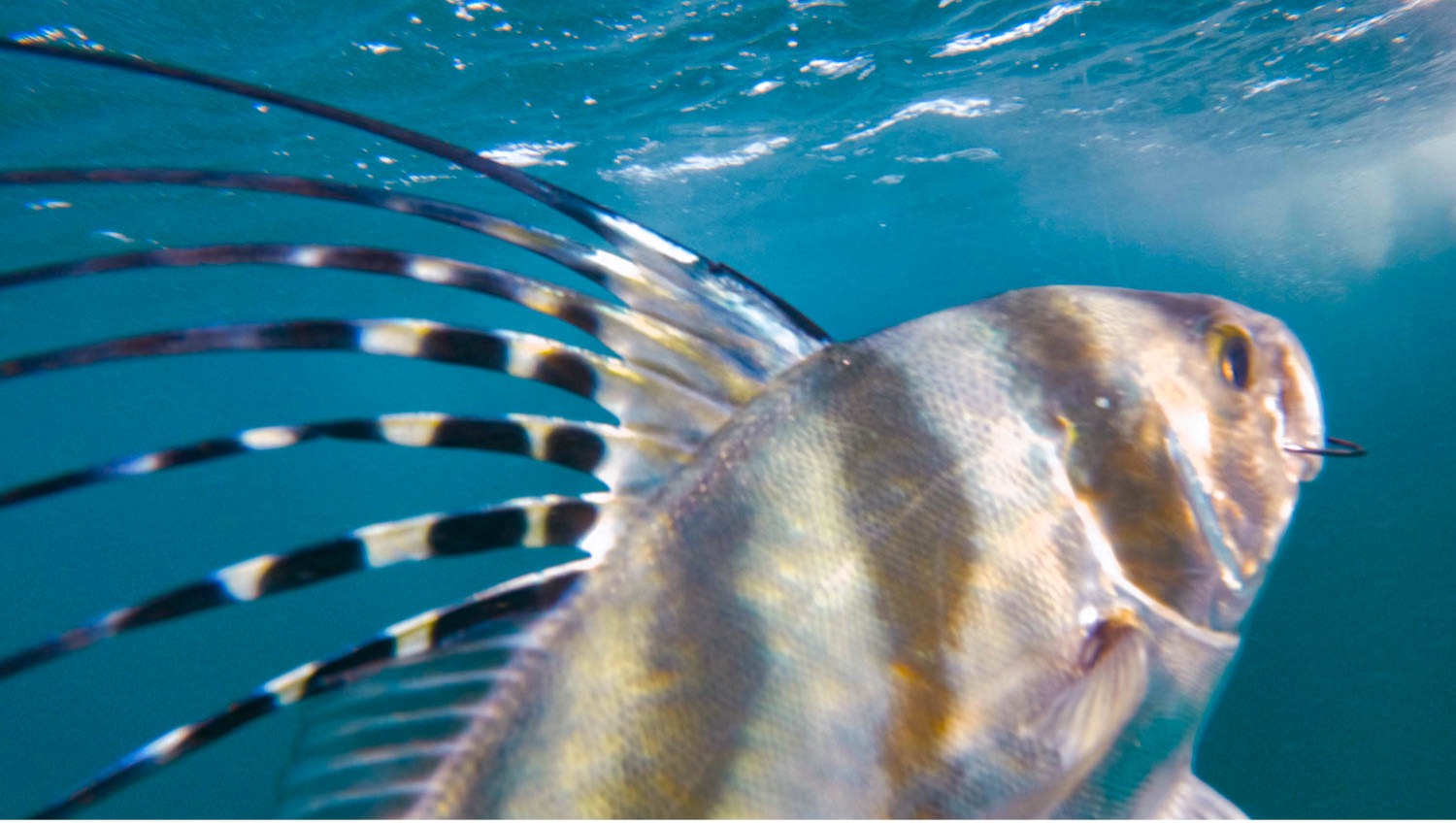 Roosterfish in Cabo : The Enigmatic Predator of Coastal Waters - Mar Vida